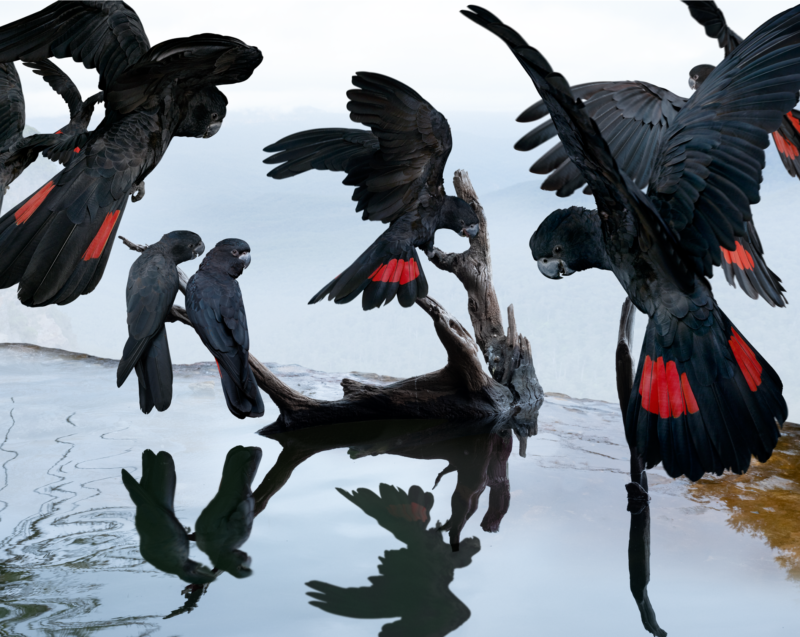 Photographing Animals in a Digital Era. 5 Tips from an Expert Gary ...